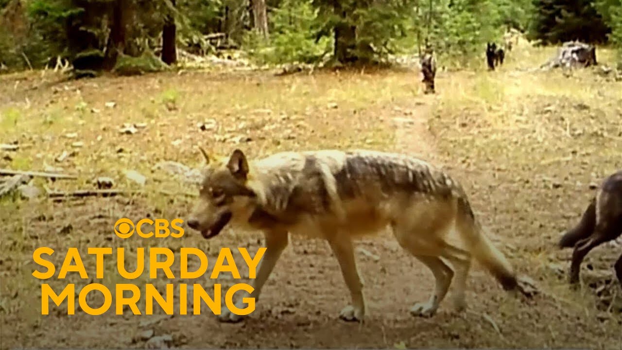 Gray wolves are back in California after nearly vanishing, but livestock farms are suffering