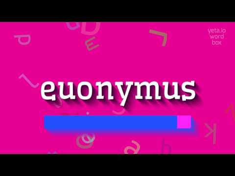 How to say "euonymus"! (High Quality Voices)