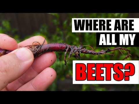 Where Are All My Beets? - Garden Quickie Episode 73