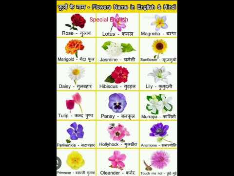 Hibiscus 🌺🌹 flower name in and English basic English word short English word #english #flowers