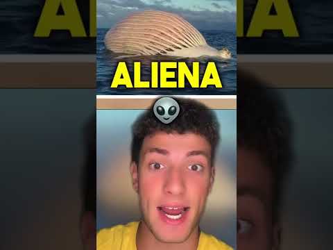 Se Vedi Questo In Mare, Esci Subito! ????