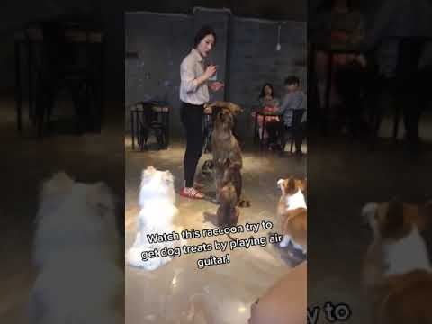 This raccoon just wants some dog treats!!