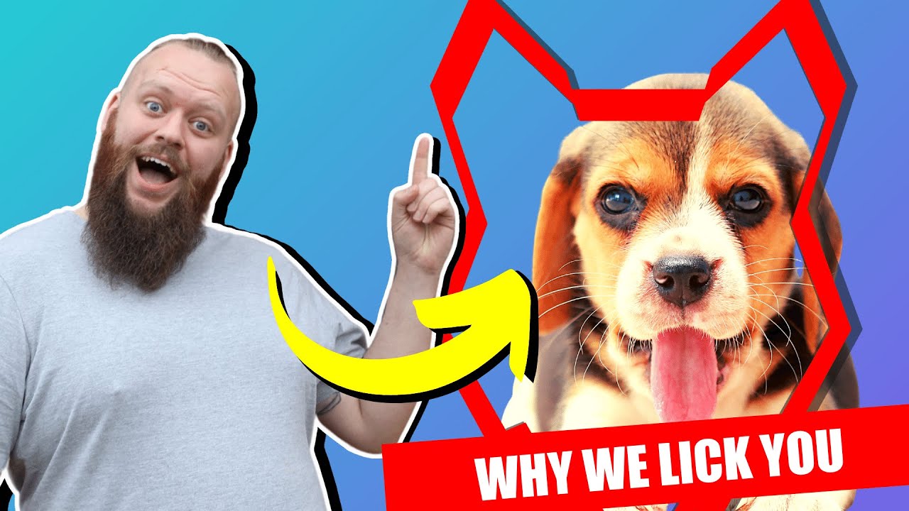 Why BEAGLE LICK You