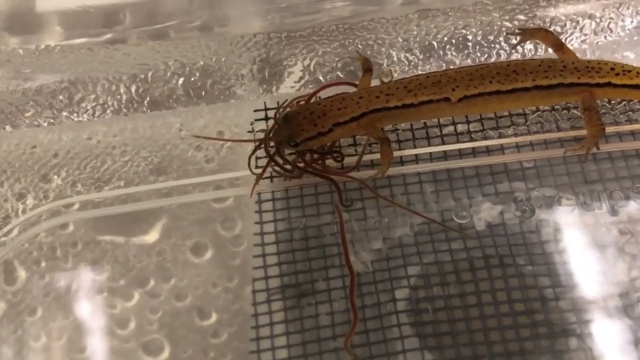 Eurycea wilderae feeding on blackworms