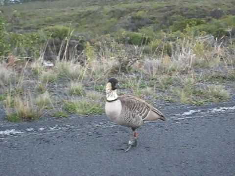 A video of a nene on Maui | Rocks Math!