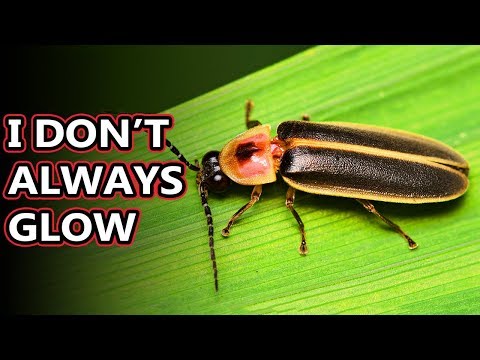 Firefly facts: we could also say lightning bug facts! | Animal Fact Files