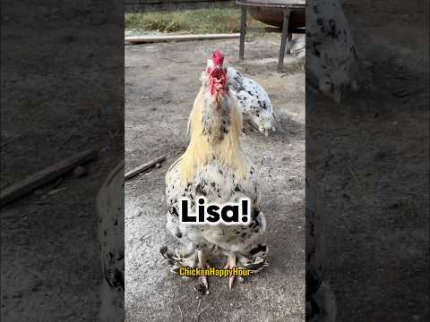 Where are you Lisa?! #lisa #names #poultry #rooster #hens #joke #chickens #lol