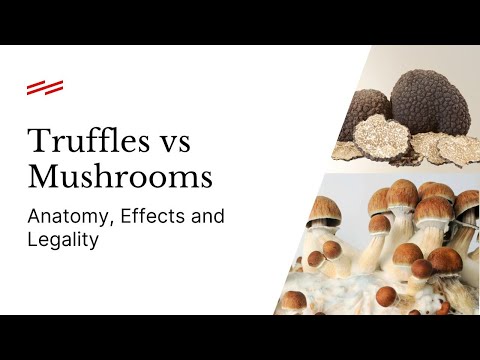 Truffles VS Mushrooms: What’s the Difference?