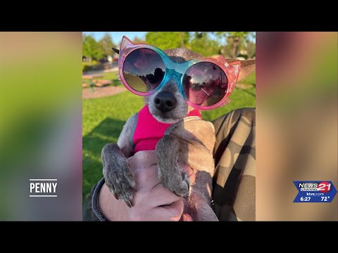 Pet Pics Sweepstakes: They're all winners