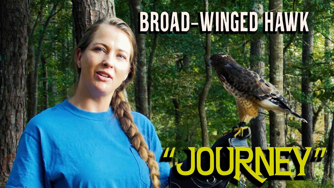 Journey the Broad-Winged Hawk!