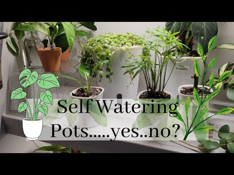 Self Watering Pots | Good or bad?