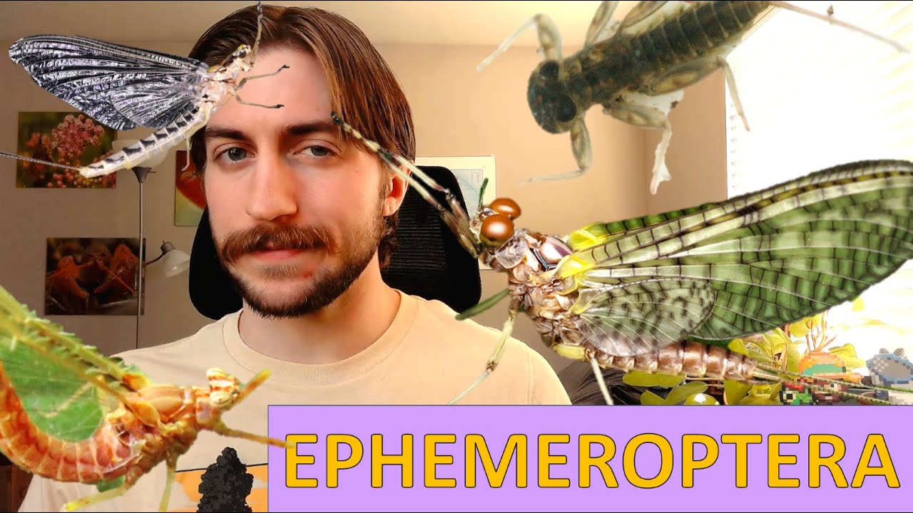 Ephemeroptera: The Mayflies - Order Spotlight