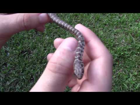 Baby Black Racer Snake