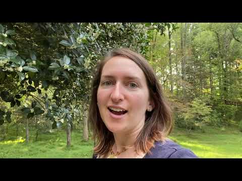 Trees for pollinators and tea | Making tea from the tea olive tree