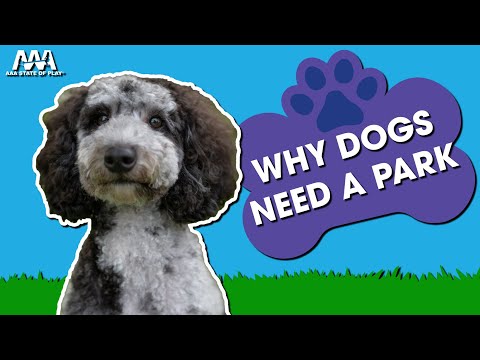 Why You And Your Dog Need a Dog Park