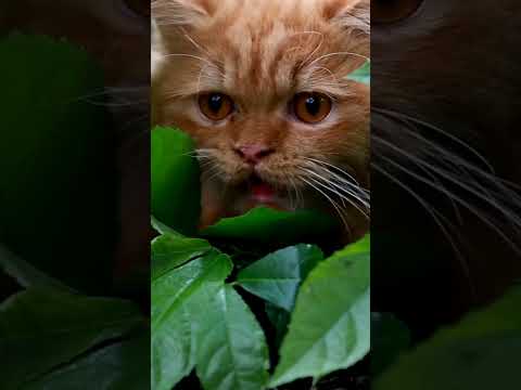 Can cats give you tapeworm? Here's the truth