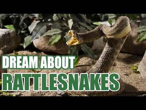 Dreaming About Rattlesnakes – What They Mean & Their Significance - Sign Meaning
