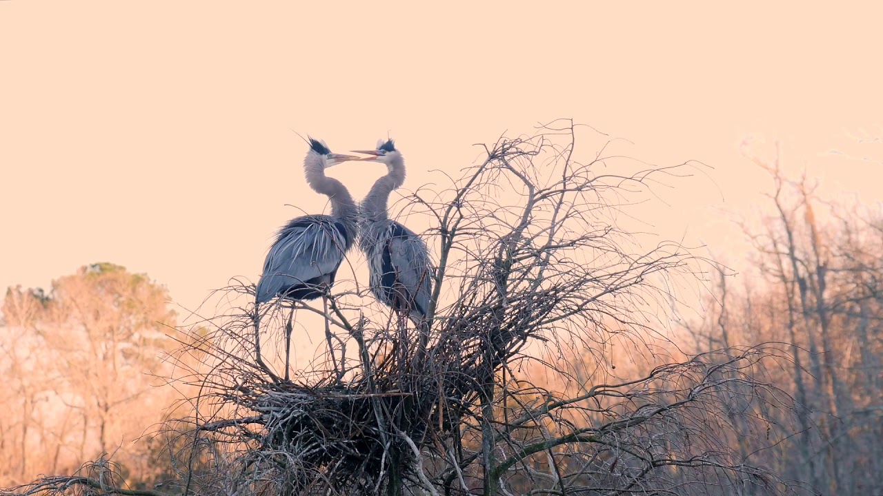 Great Blue Heron Courting Behavior