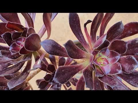 Aeonium Zwartkop Plant Care | Plant Feature: Hyacinth Bean or Avarekalu in Kannada