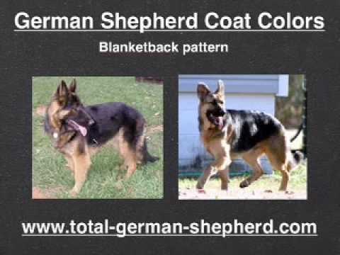 German Shepherd Coat Colors - GSD Coat Colors and Patterns