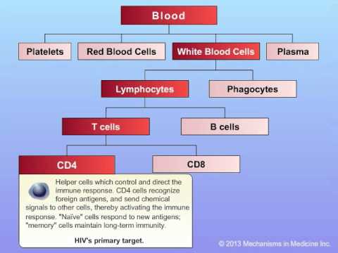 Basic Function of Immune System