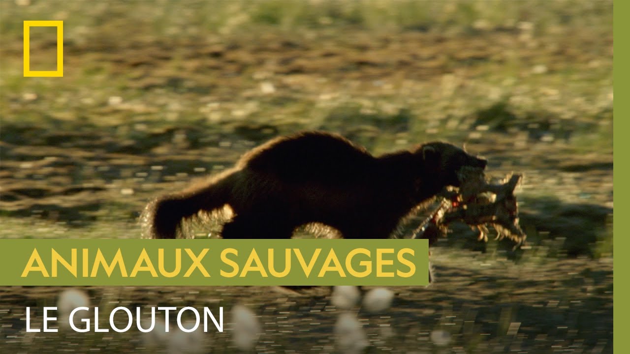 Documentaire | L’incroyable résilience du glouton