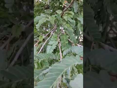 What is Tamarind Tree | Tamarind Tree of Western ghats | #Tree #flower #fruit #