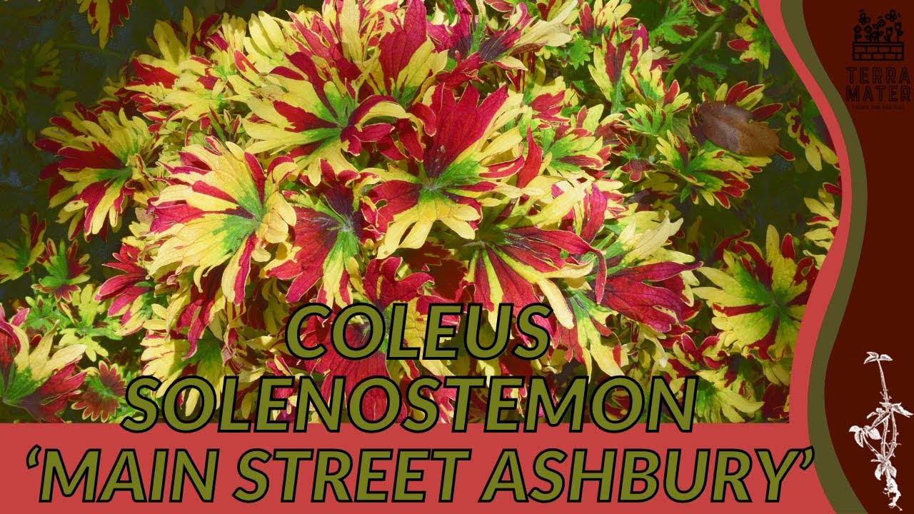 COLEUS SOLENOSTEMON 'MAIN STREET ASHBURY' Information & More! (Solenostemon scutellarioides)