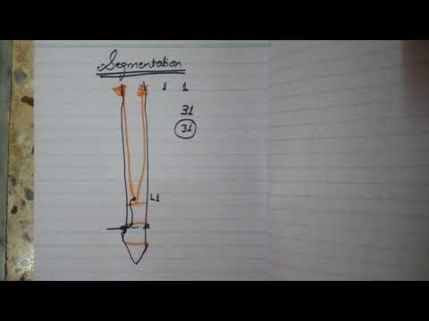 SEGMENTATION and segments of SPINAL CORD! easiest explanation