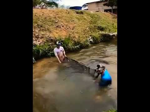 OMG Amazing Giant fish, How to Bigger fly village fishing with Phann Phuy Fishing videos @phfish