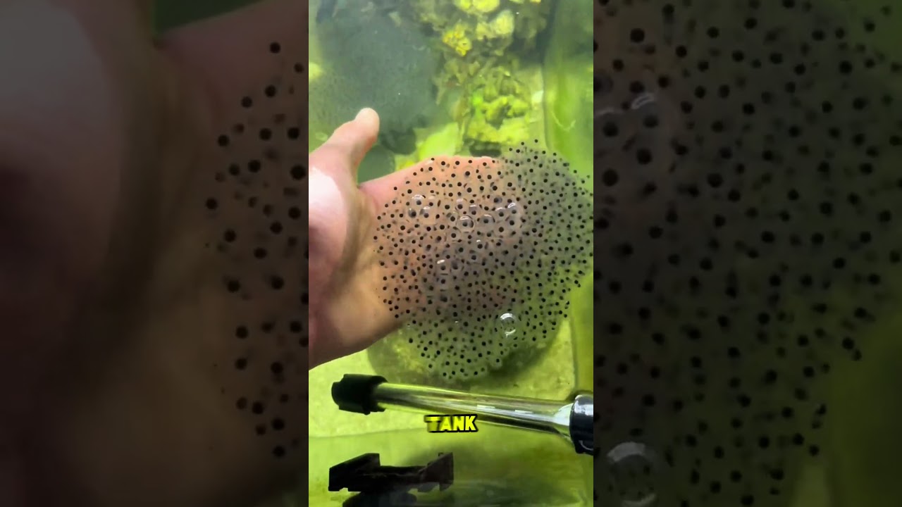 Raising 100 Tadpoles—Their Growth Will Shock You! 🐸😲