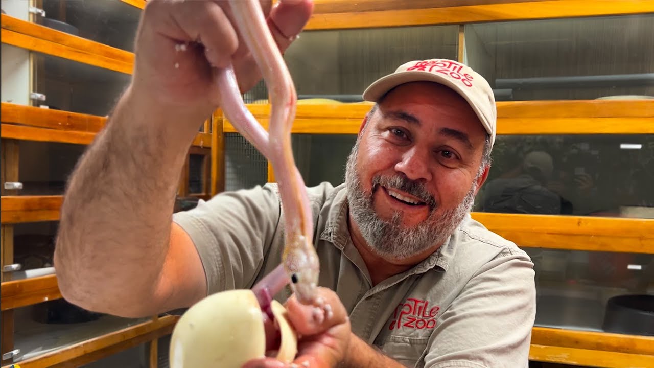 Hatching World's First Baby Reticulated Pythons! (Crazy Rare Snakes)