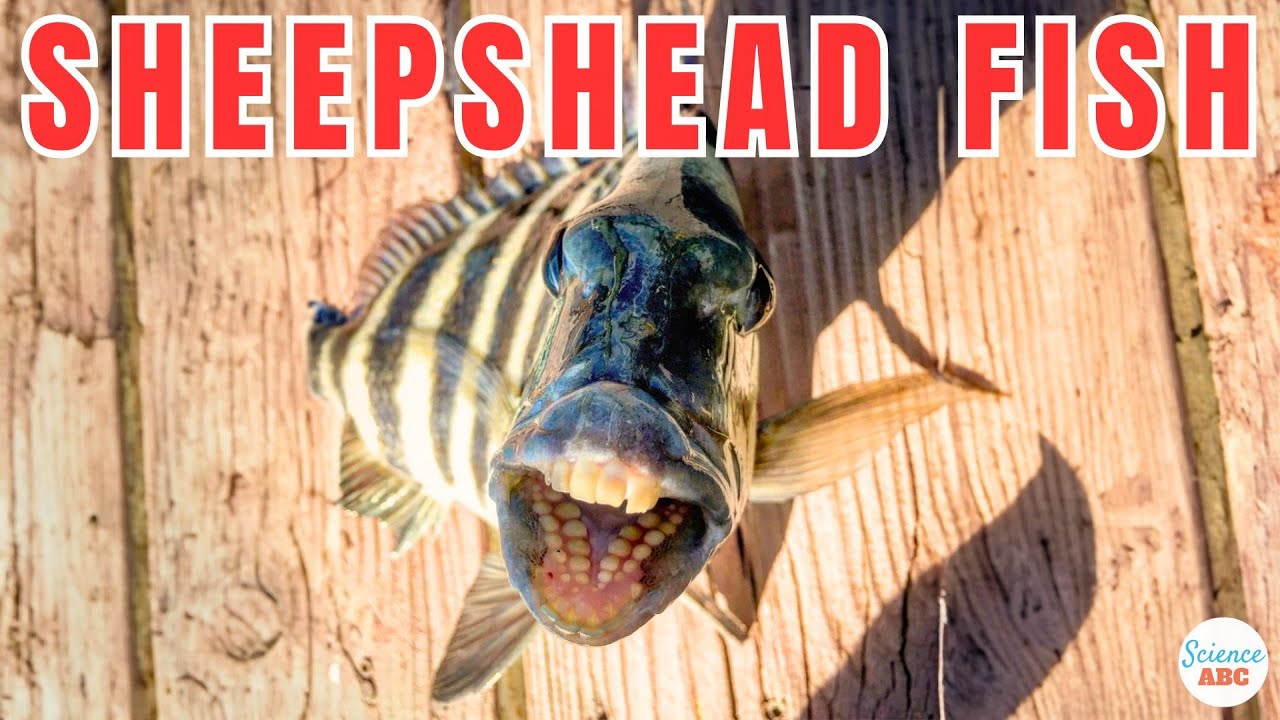 Sheepshead Fish: The Fascinating Fish With Human Teeth!