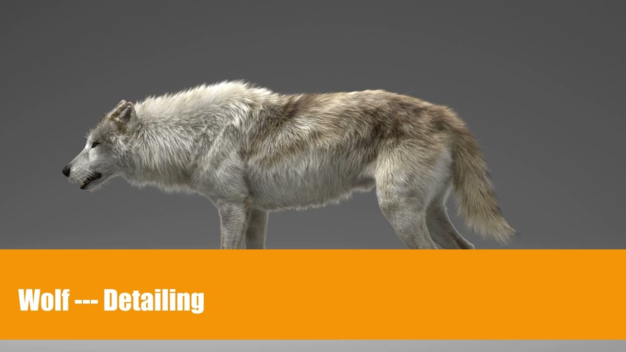 Grey Wolf -- Modeling 004 -- Detailing 1