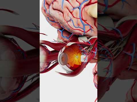 Study Human Anatomy in Virtual Reality on Meta Quest 3 | Free Download