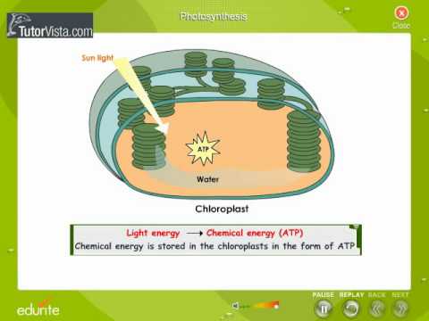 Photosynthesis