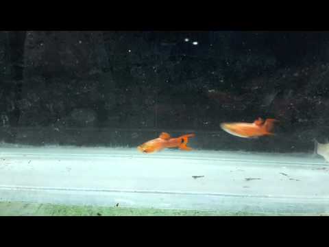 (Video) Glow carbon Endler (Hybrids) | Endler Guppy Project