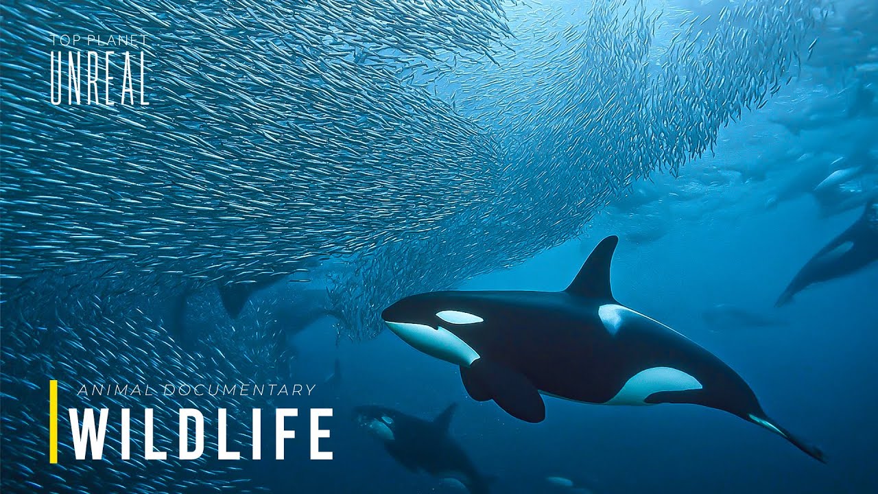 Pacific Ocean | Which Species Stands at the Top of the Pacific Ocean’s Food Chain?
