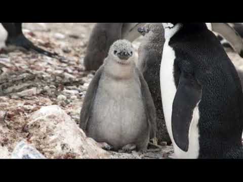 Which Animal Matches Your Personality