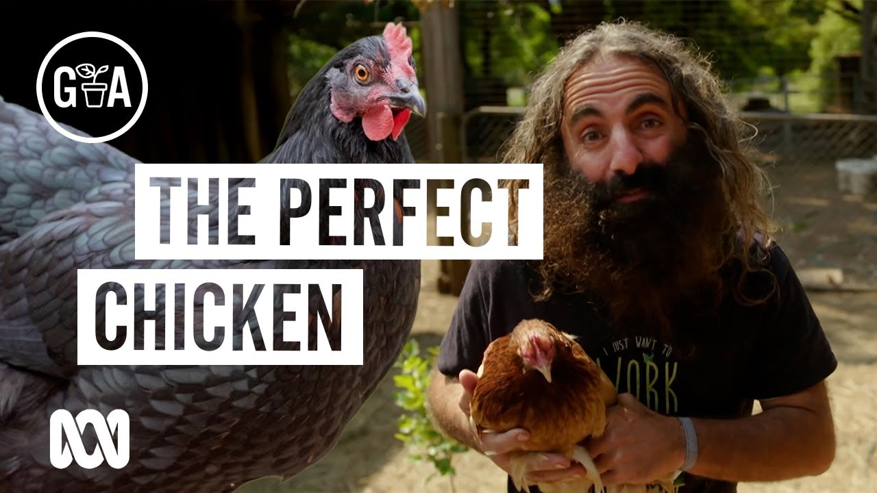 Choose the right chicken for your backyard | Gardening 101 | Gardening Australia