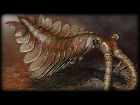Prehistoric Beasts - Anomalocaris