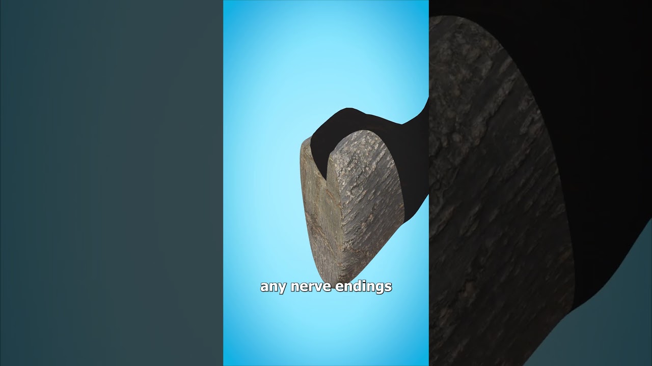 Why Horseshoes Don’t Hurt Horses 🐴