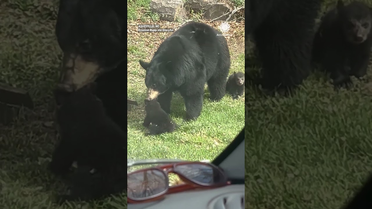 Mama bear herding cubs is the hardest job ever