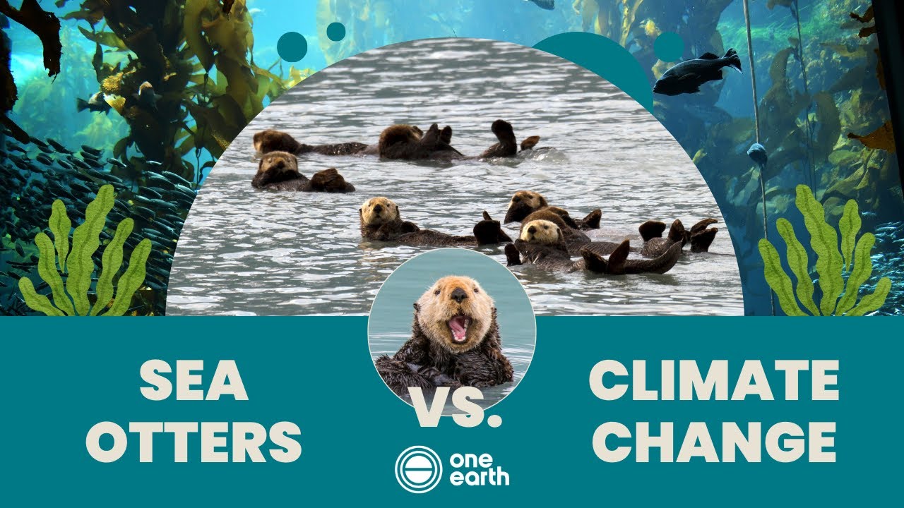 One Earth | Sea Otters: Our Furry Allies In The Fight Against Climate Change