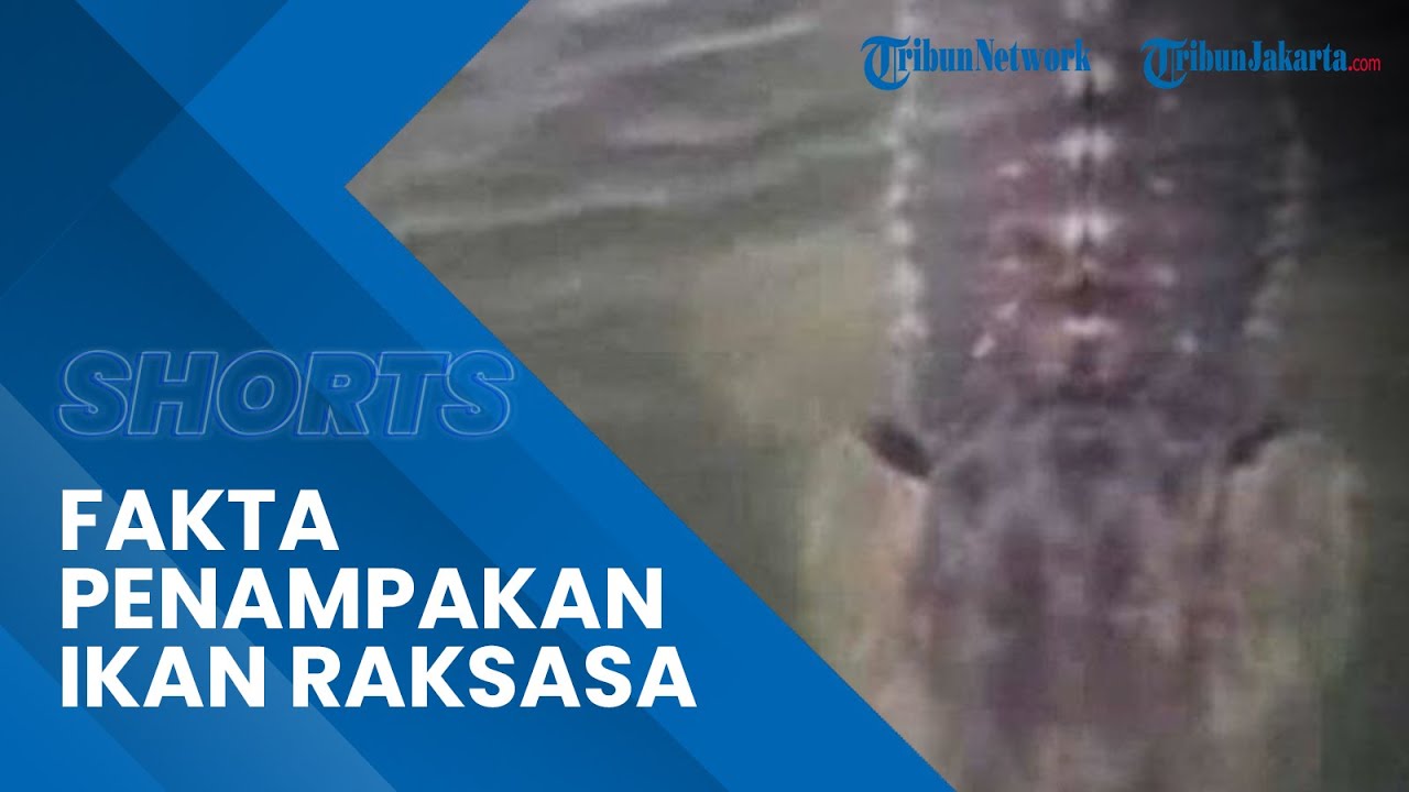 Fakta Penampakan Ikan Raksasa yang Buat Geger Warga Disebut Sebesar ...