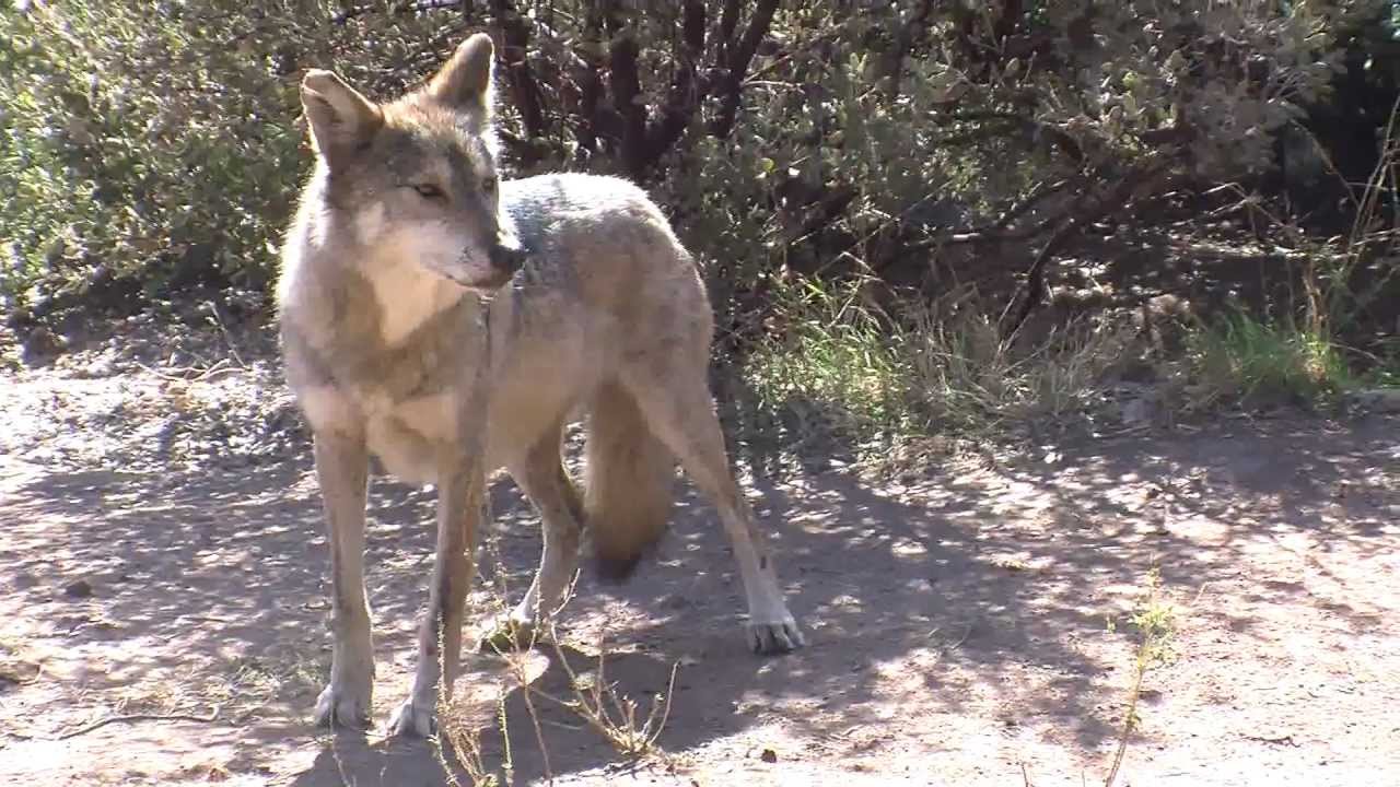 Mexican Gray Wolves Making a Comeback