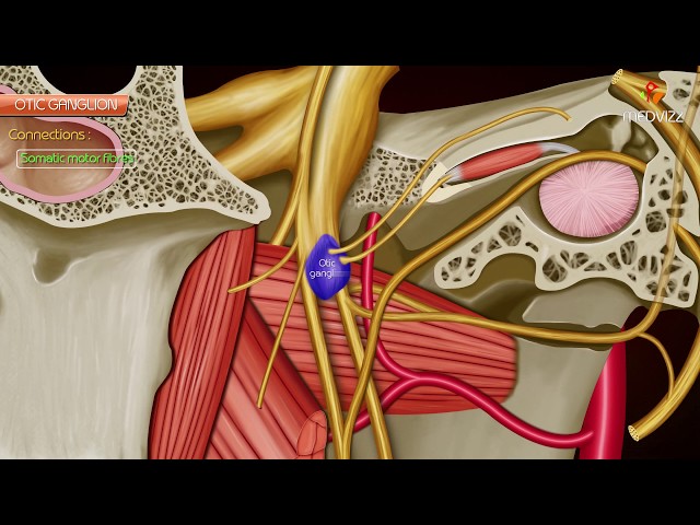 Understanding the Otic Ganglion: Anatomy, Connections, and Functions ...