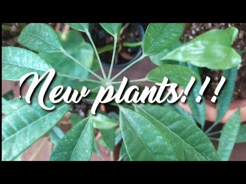 Check out my new purchase!! Schefflera Albido Bracteata and Philodrendron Mexicanum ❤️ Different!