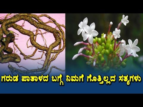 Sarpagandha Root - Snakeroot Latest Price, Manufacturers & Suppliers