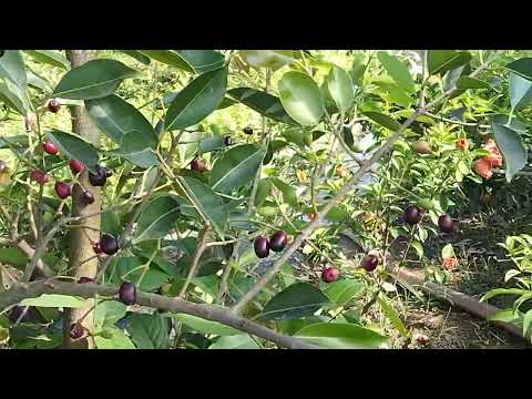 Jamun Plant - Wholesale Price & Mandi Rate for Java Plum Plant in India